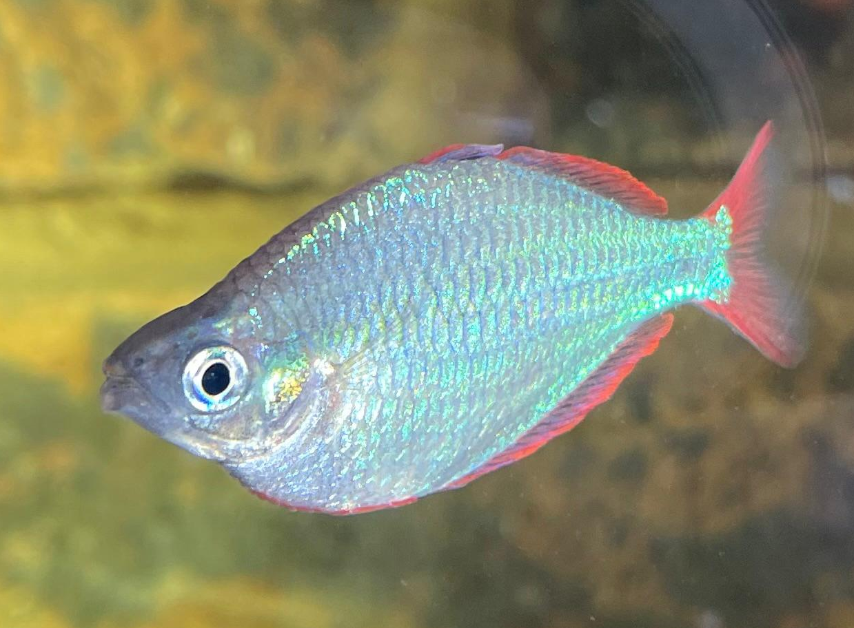 Neon Dwarf Rainbowfish