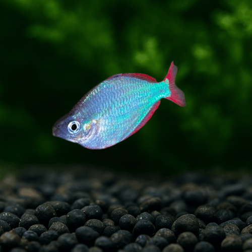 Neon Dwarf Rainbowfish