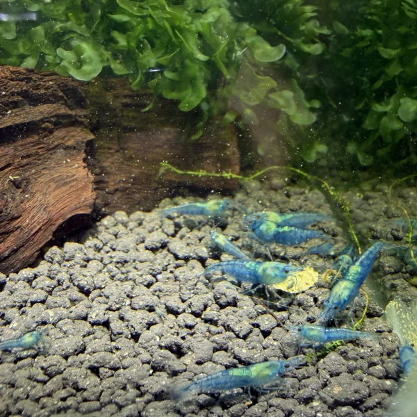 Blue Jelly Neocaridina Shrimp - Gills And Thrills