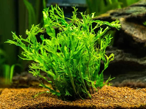 Java Fern Live Aquarium Plant Gills Thrills